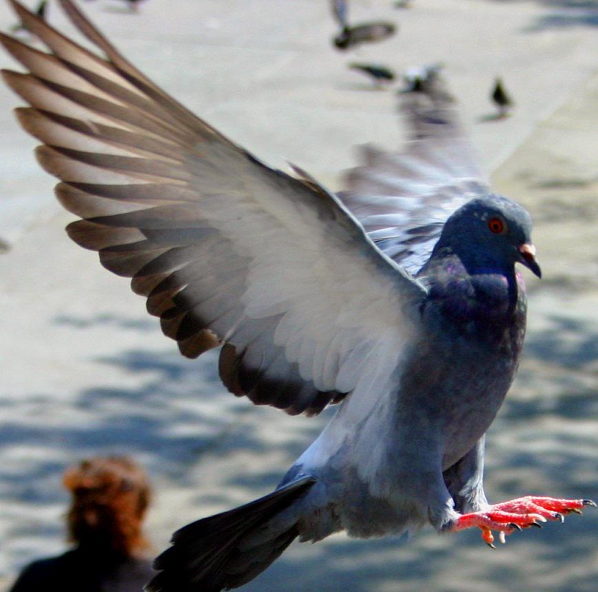 Duiven - Plaagdierbeheersing